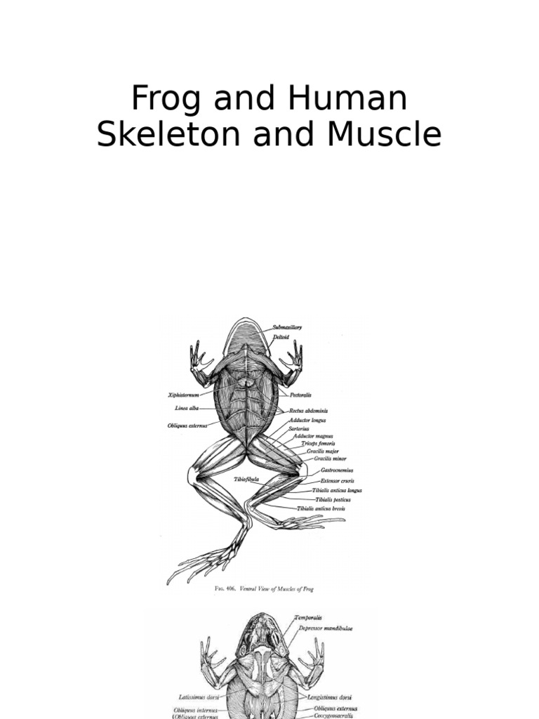 Frog vs Human Anatomy Comparison | PDF
