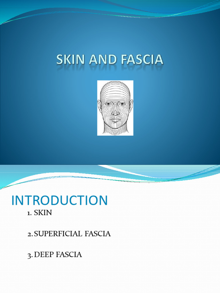 Skin and Fascia - 1st Mbbs | PDF | Skin | Epidermis