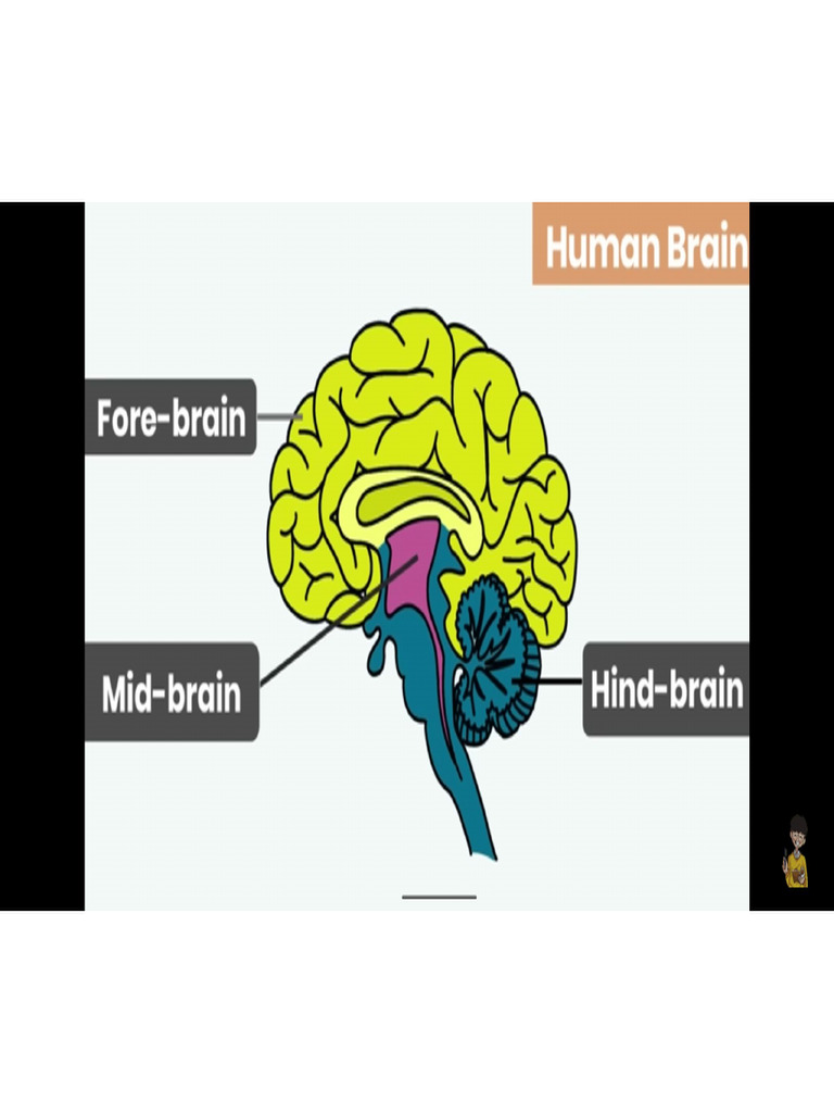 Human Brain Notes | PDF