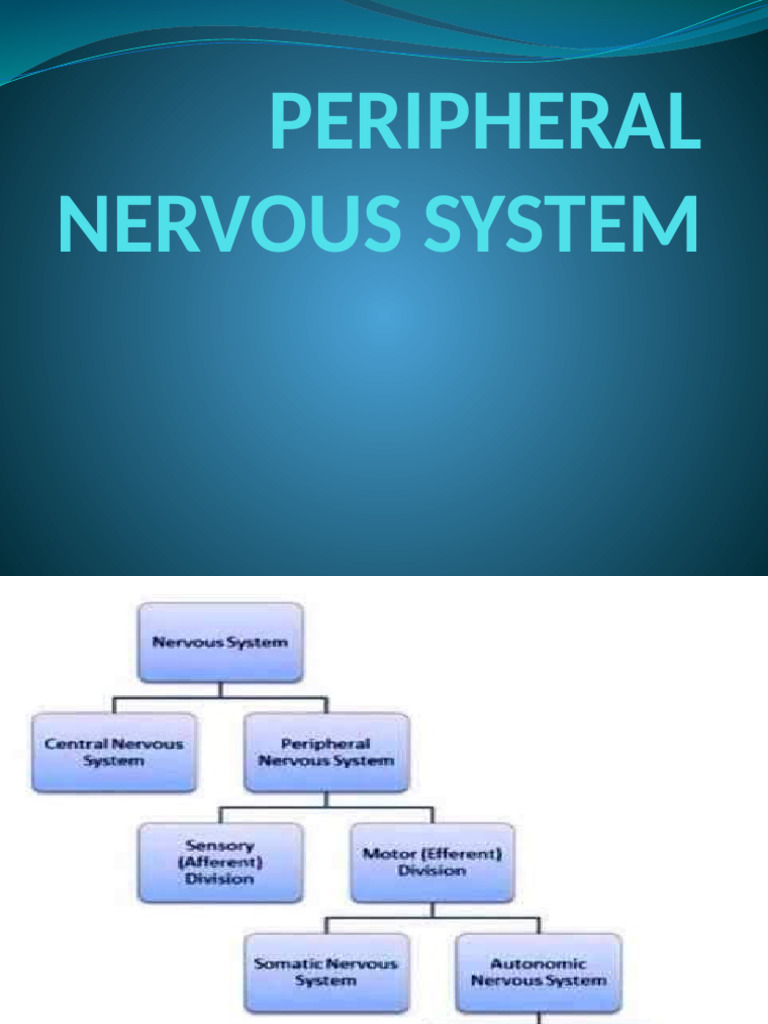 Overview of Peripheral Nervous System | PDF | Nerve | Motor Neuron