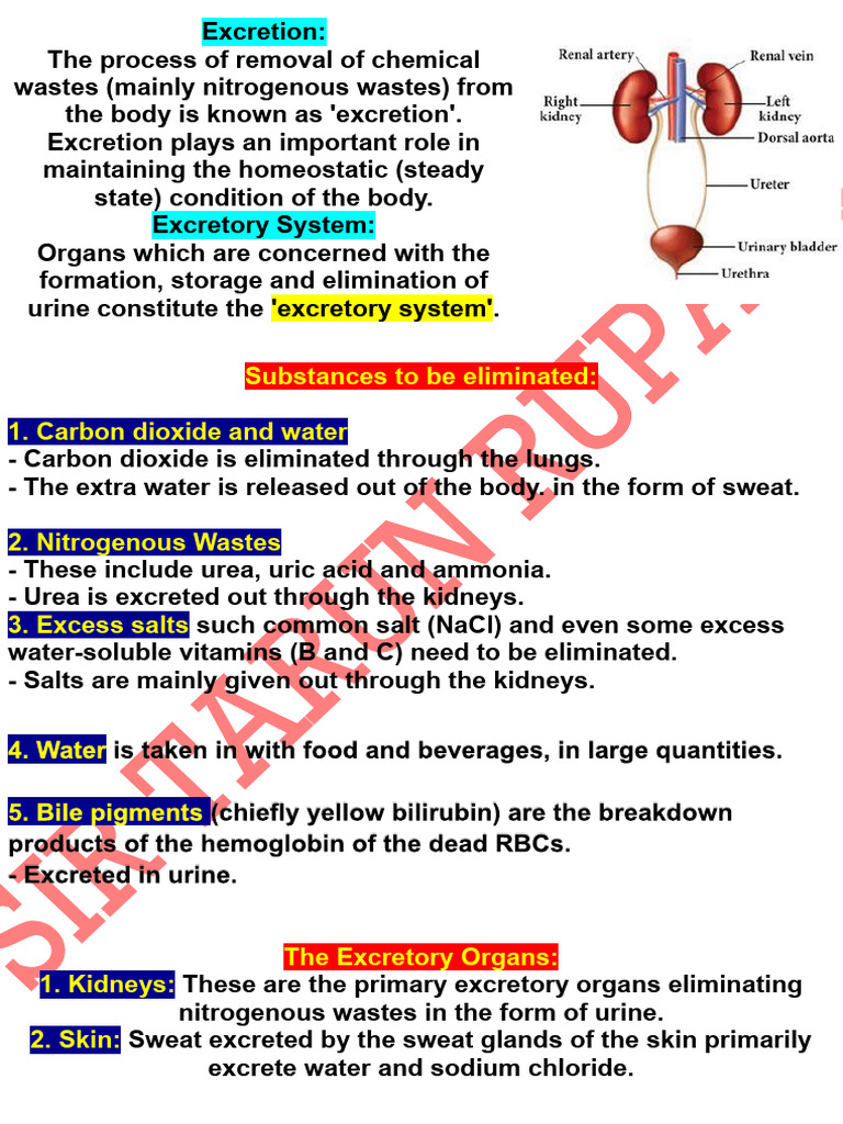 Excretory System | PDF | Kidney | Abdomen
