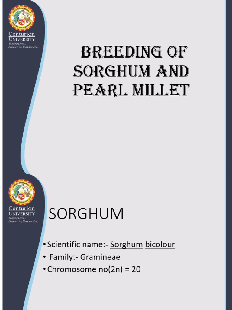 Sorghum and Pearl Millet Breeding | PDF | Hybrid (Biology) | Organisms