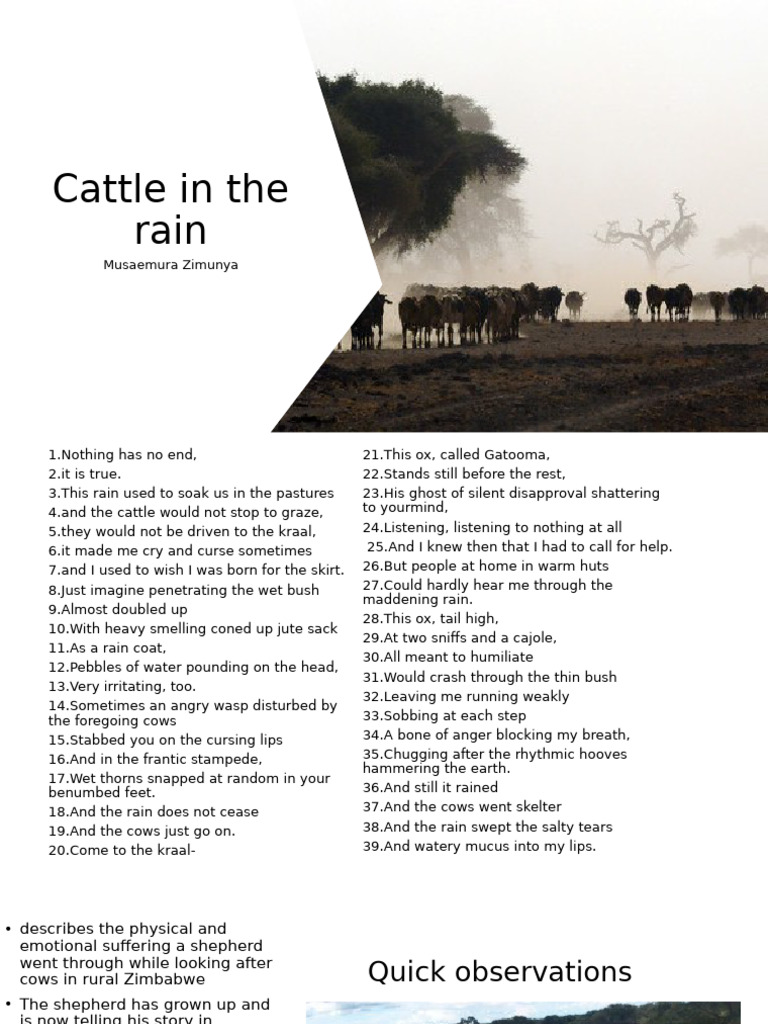 Cattle in The Rain Without Answers | PDF | Poetry