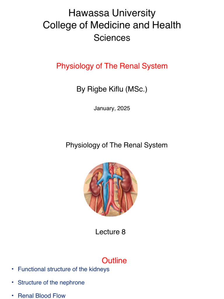 Physiology of The Renal System | PDF | Kidney | Urinary System