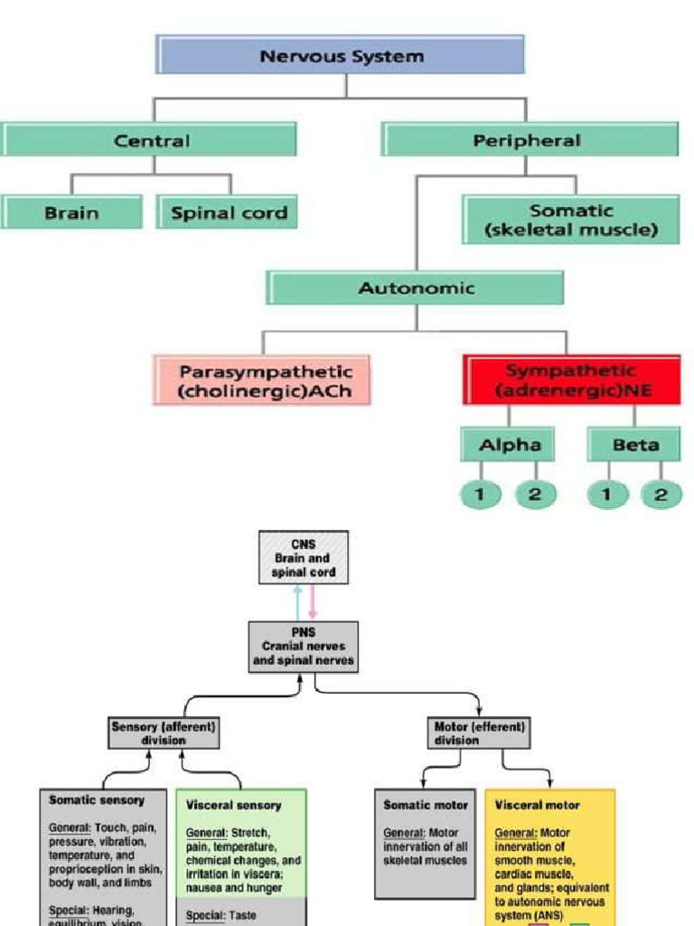 Autonomic Nervous Examination 2 | PDF