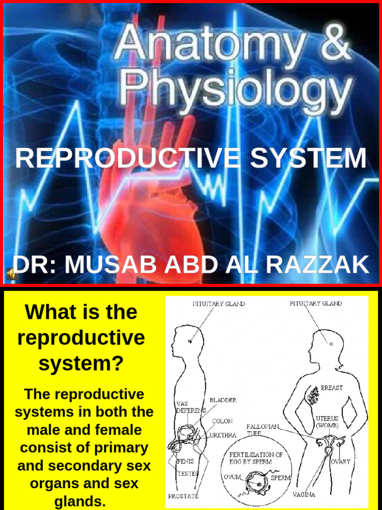 Overview of the Human Reproductive System | PDF | Menstrual Cycle | Uterus