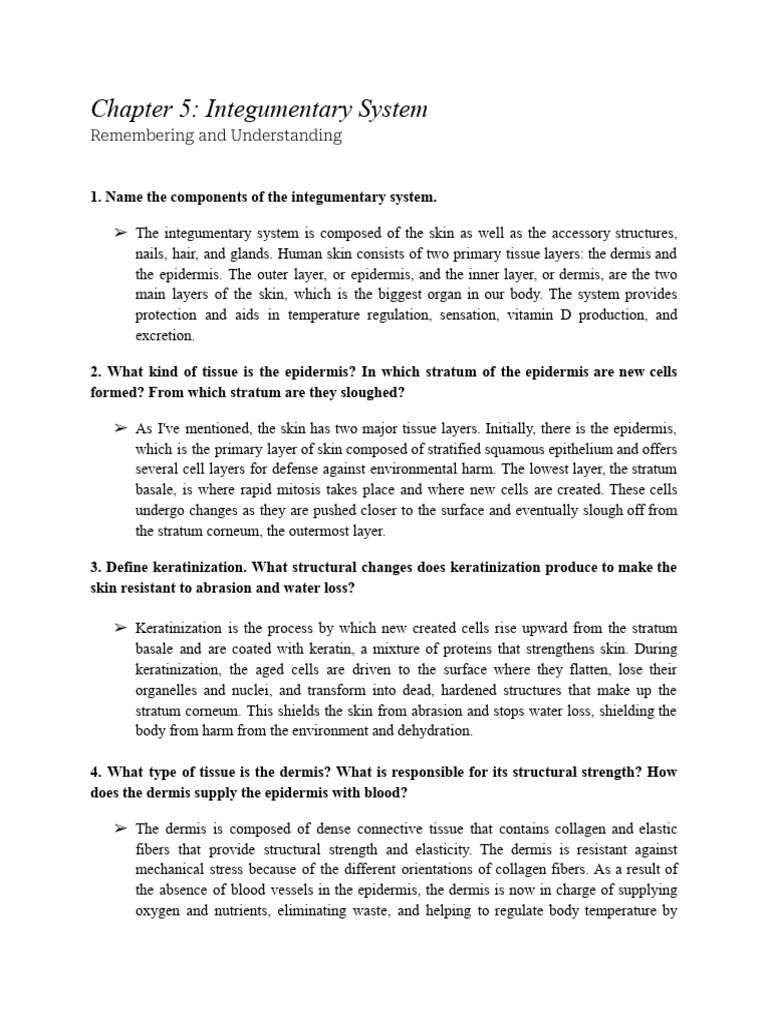 CHAPTER 5 - Integumentary System | PDF | Skin | Integumentary System