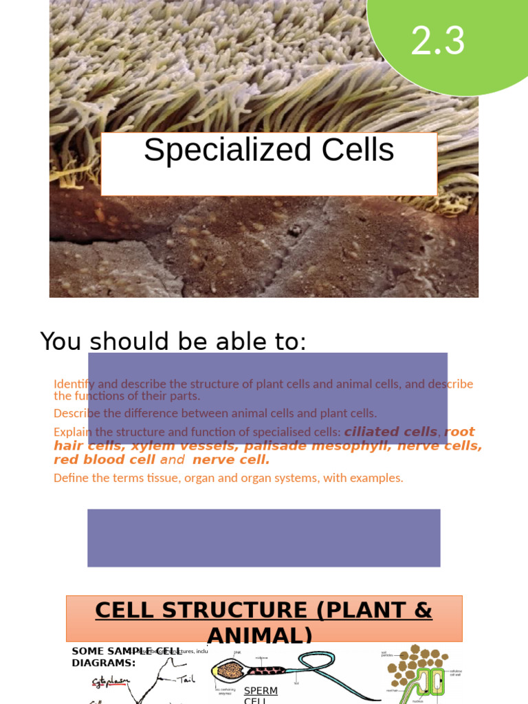 Specialized Plant and Animal Cells | PDF | Cell (Biology) | Cytoplasm