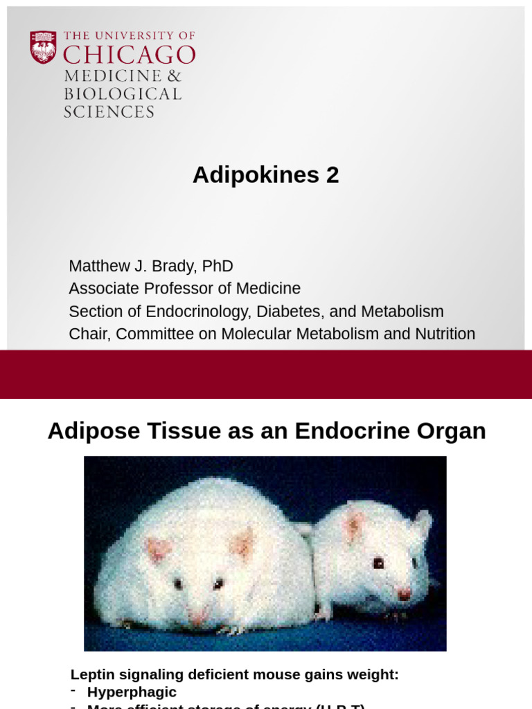 Resistin and Adiponectin in Obesity | PDF | Adipose Tissue | Leptin