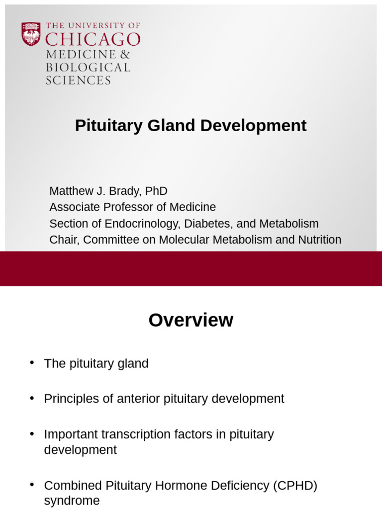 Pituitary Development | PDF | Pituitary Gland | Endocrine System
