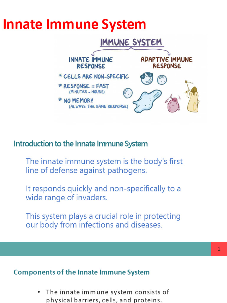 Innate Immune System Grade 7 | PDF | Immune System | Innate Immune System