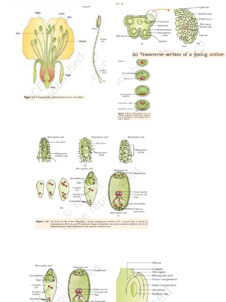List of Diagram of Ncert Book-1 | PDF