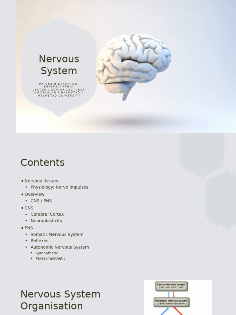 Nervous System | PDF | Nervous System | Motor Neuron