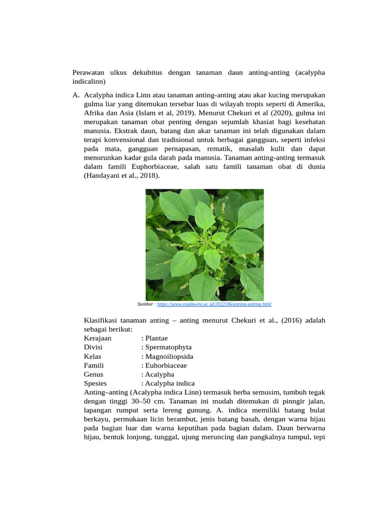 Perawatan Ulkus Dekubitus Dengan Tanaman Daun Anting | PDF