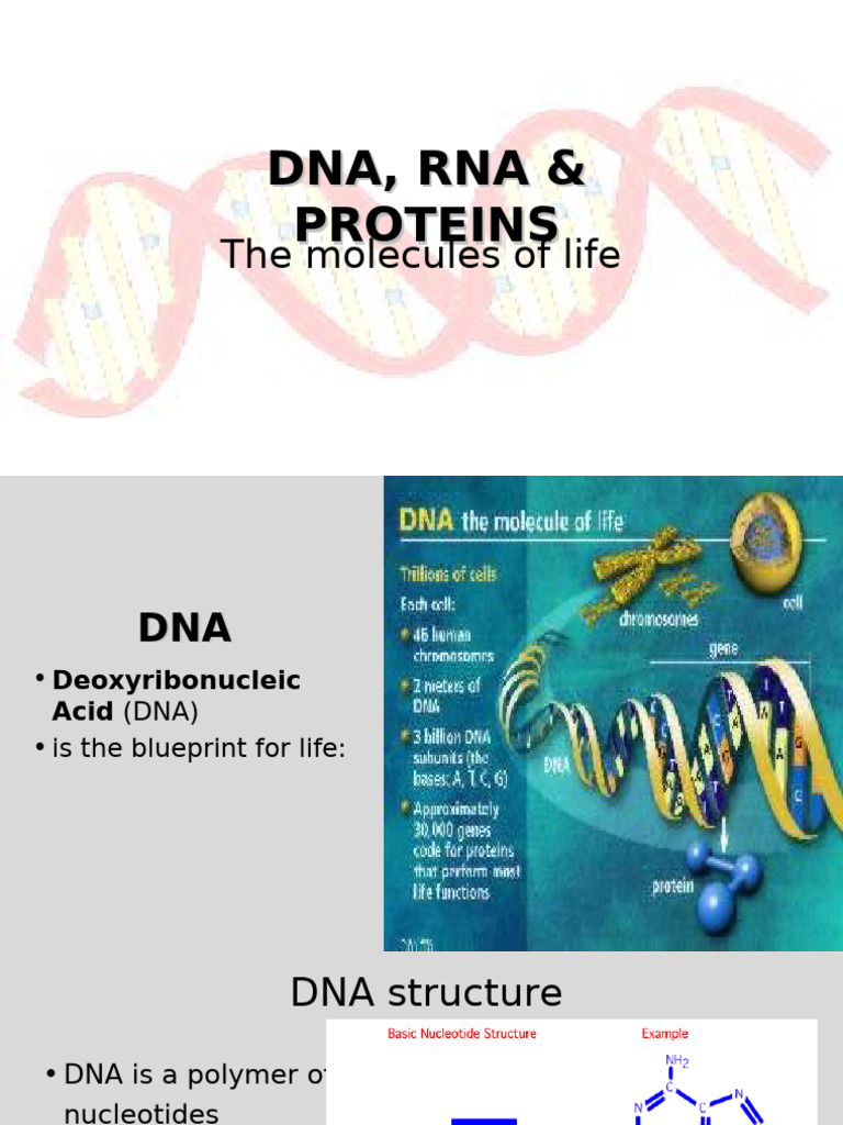 Chapter 11 DNA Strucuture and Replication RNA and Protien Synthesis ...