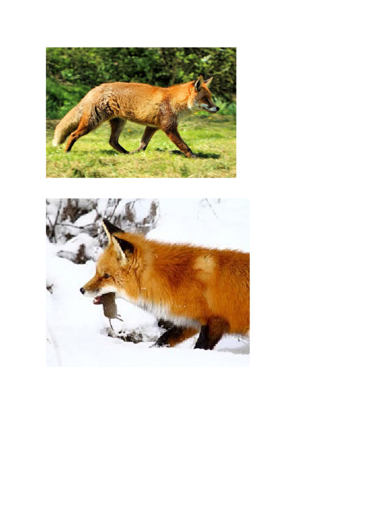 foxes | PDF
