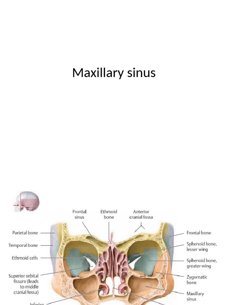 Maxillary Sinus | PDF | Human Anatomy | Clinical Medicine