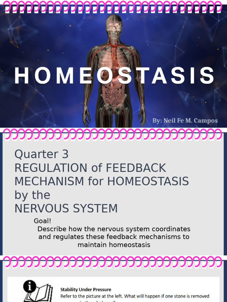 Nervous-system-Homeostasis | PDF | Homeostasis | Stimulus (Physiology)