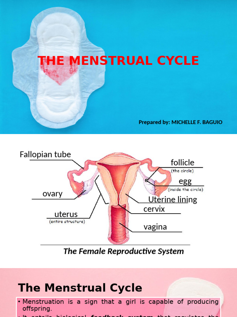 The Menstrual Cycle | PDF | Menstrual Cycle | Endocrine System