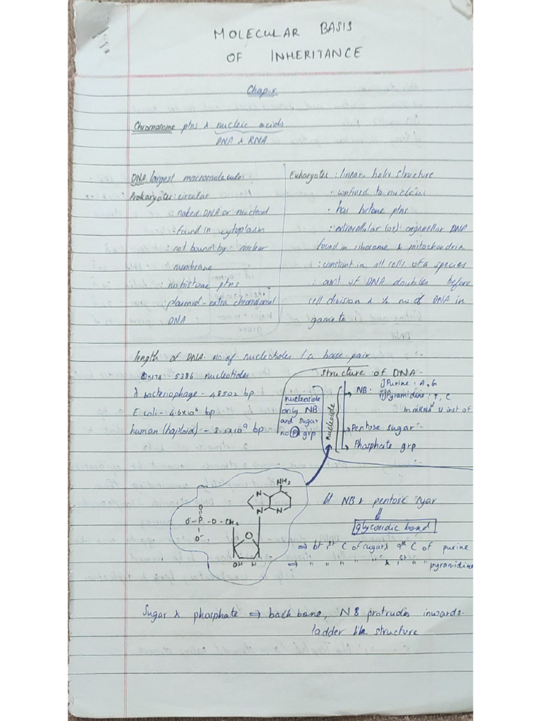 Molecular Basis of Inheritance Class 12 | PDF