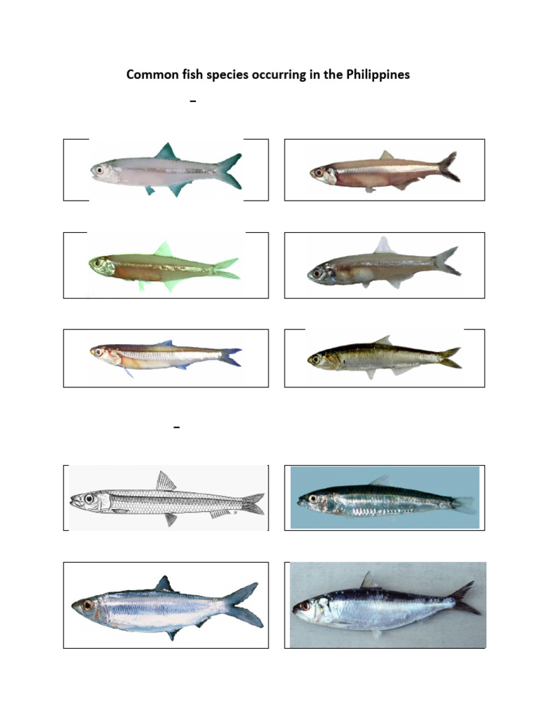 Integrated Fish ID Guide | PDF | Fish
