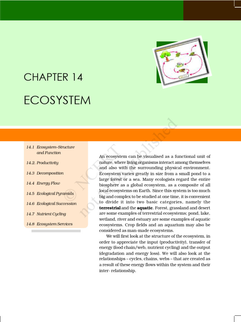 Ecosystem - NCERT | PDF | Ecosystem | Food Web