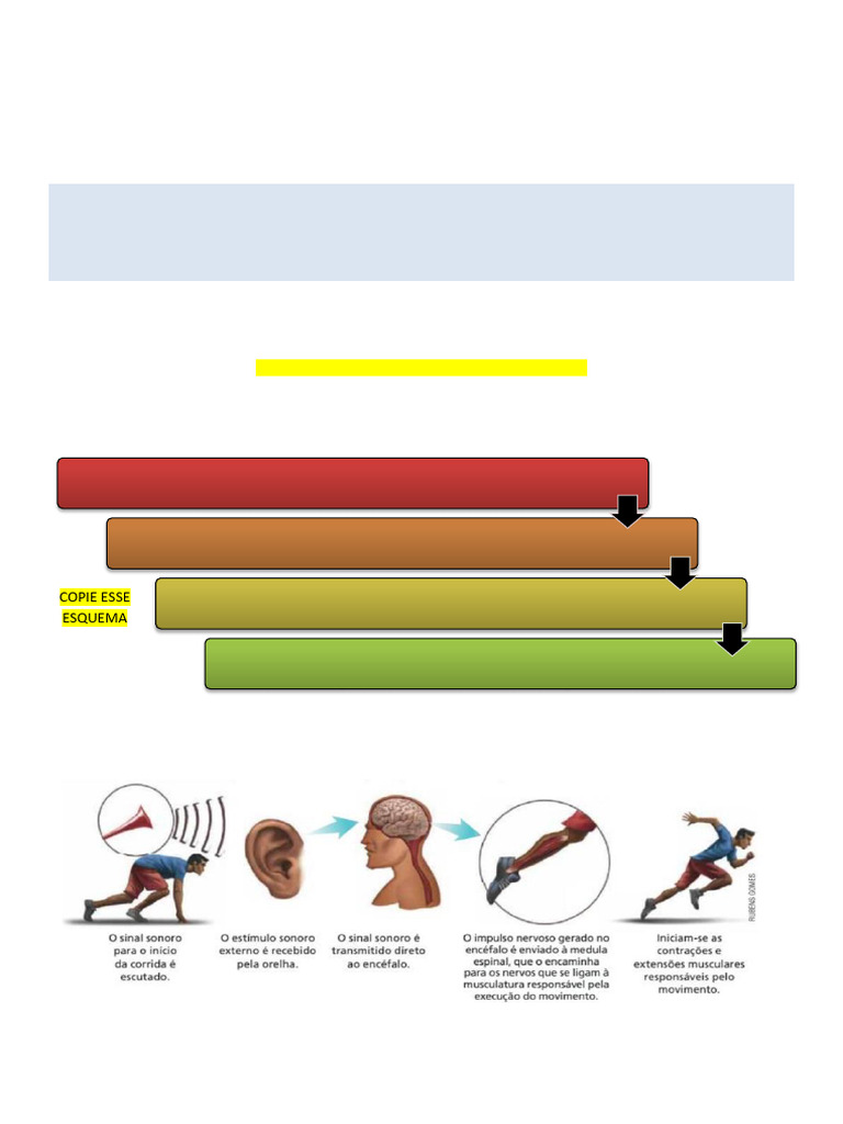 6 Ano Atividade 20 Tramissao de Impulsos e Ato Reflexo | PDF | Estímulo (Fisiologia) | Nervo