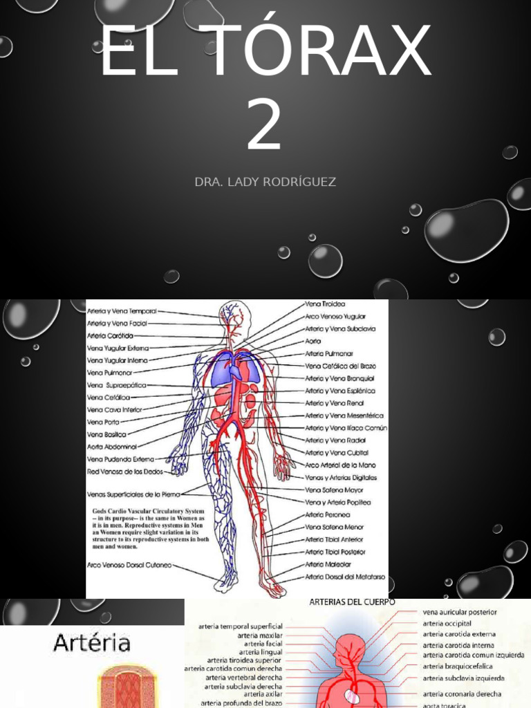 Anatomia Del Torax 2 | PDF | Corazón | Aorta