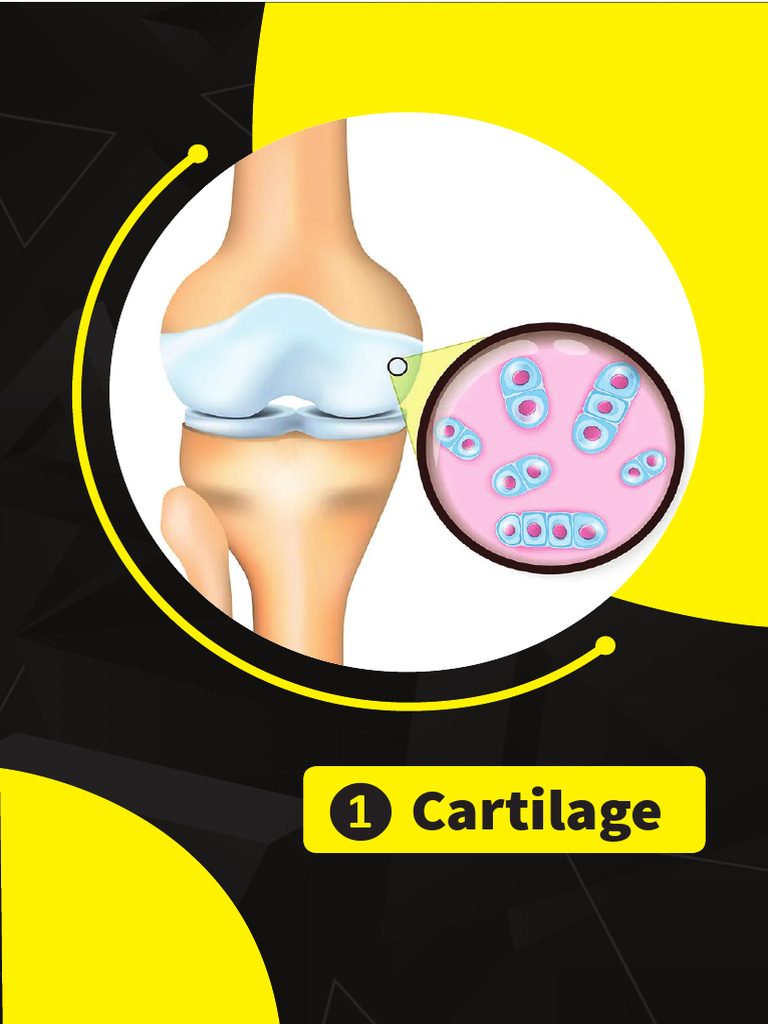 Histo (Cartilage) | PDF | Cartilage | Extracellular Matrix