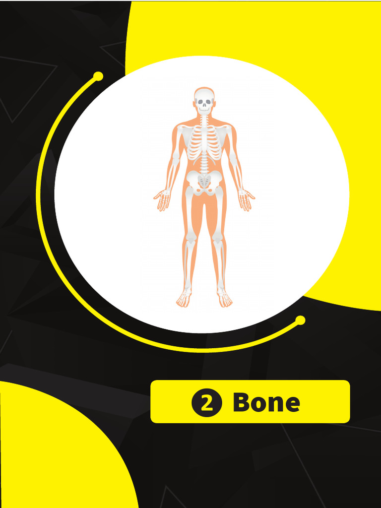 Histo[Bone] | PDF | Bone | Osteoblast