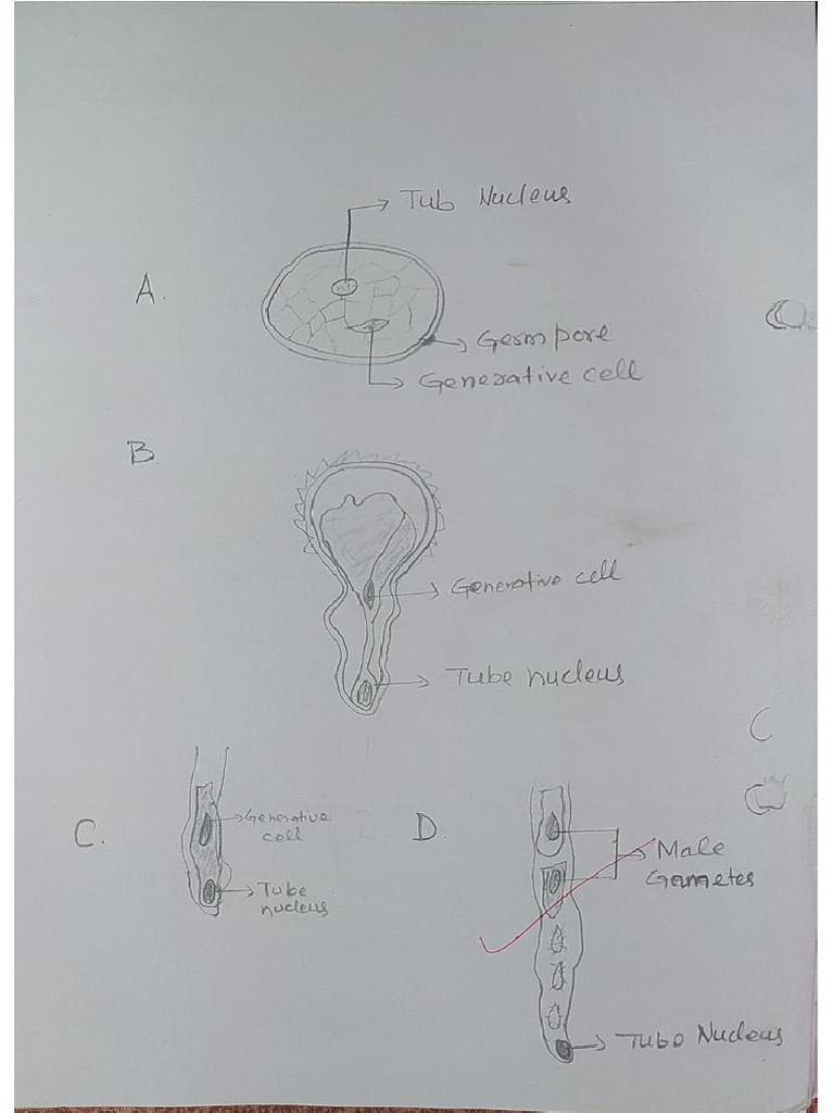 Biology Practicals | PDF