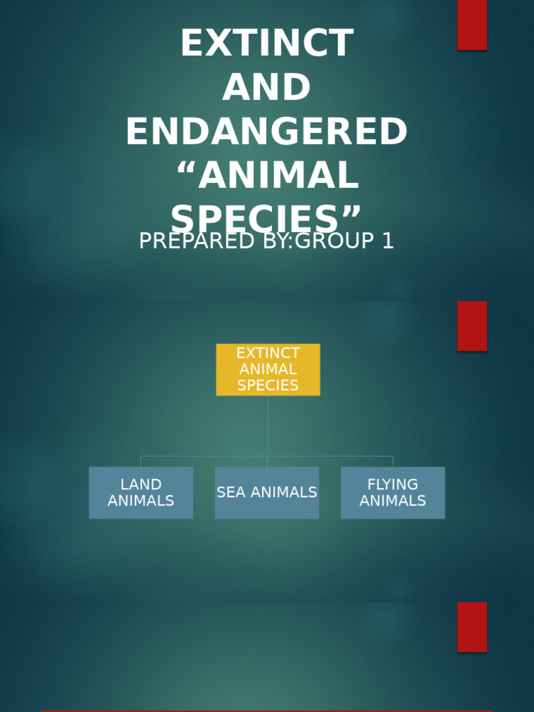 Group 1 Presentation | PDF | Rhinoceros | Zoology