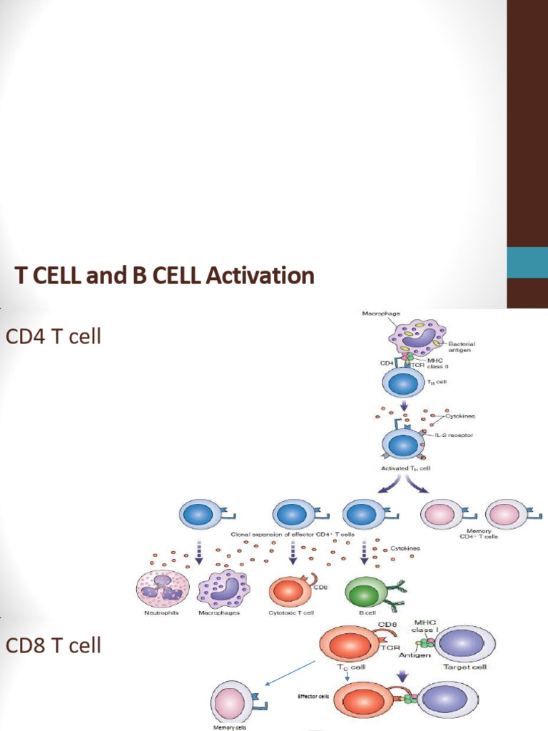 6_T-CELL-and-B-CELL-Activation | PDF