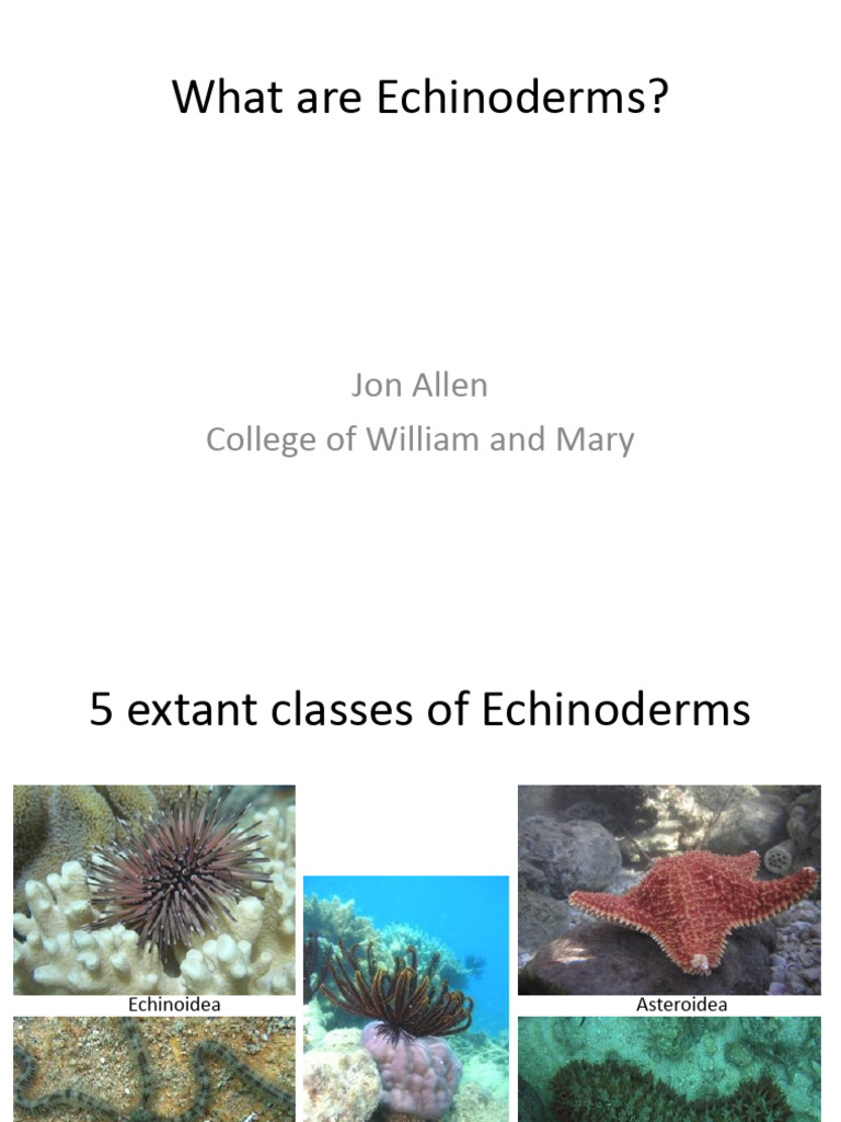 Echinoderm Discovery Lab | PDF | Zoology