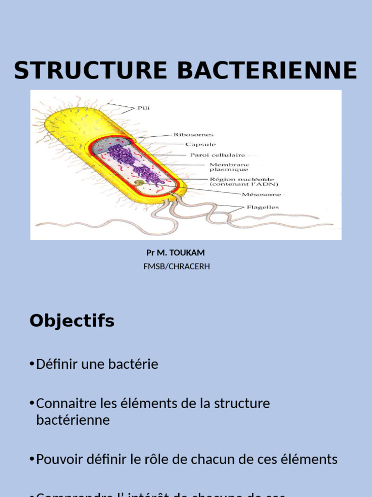 01 Structure Bacterienne | PDF | Bactérie | Cellule (Biologie)