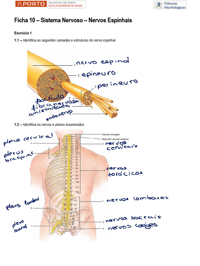 Ficha 10 - Nervos Espinhais | PDF
