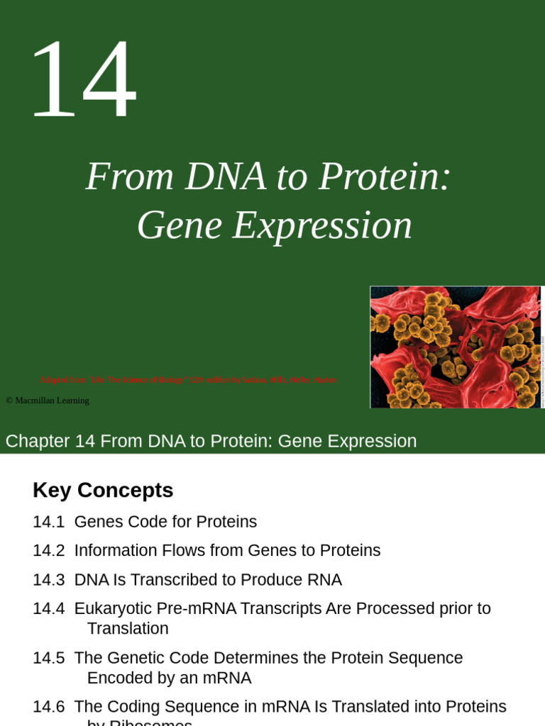 Chapter14 - From DNA To Protein-Short Version | PDF | Translation ...