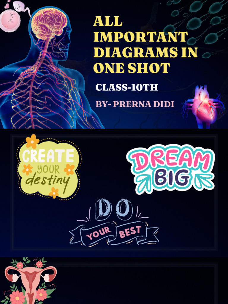 Key Diagrams for Class 10 Biology | PDF | Digestion | Anatomy