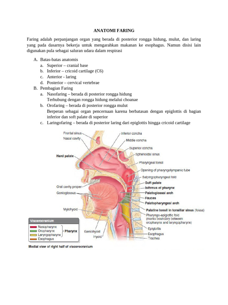 Anatomi Faring | PDF