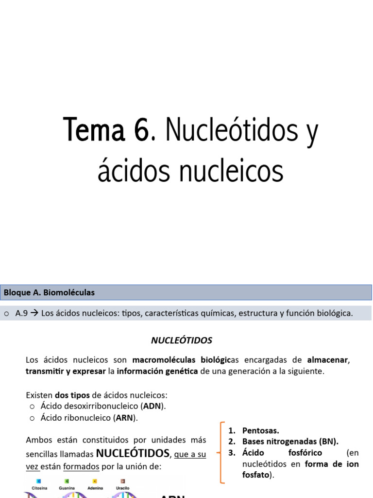 Tema 6. Nucleótidos y Ácidos Nucleicos | PDF | Rna | Ácidos nucleicos