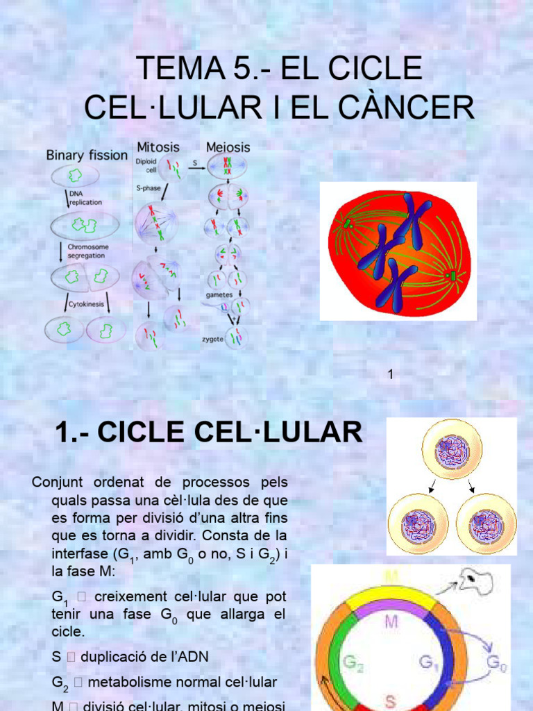 5. El cicle cel·lular i el càncer.pptx_039e0199b3fb00e7f3cab1794c1d7025 ...