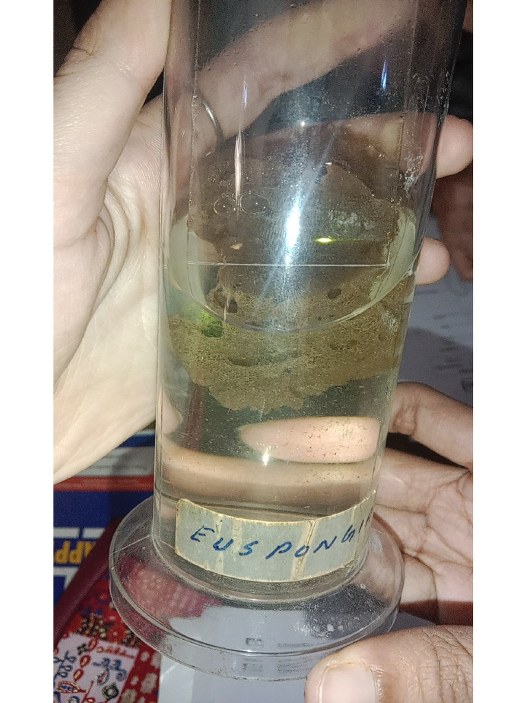 Zoology Practical | PDF