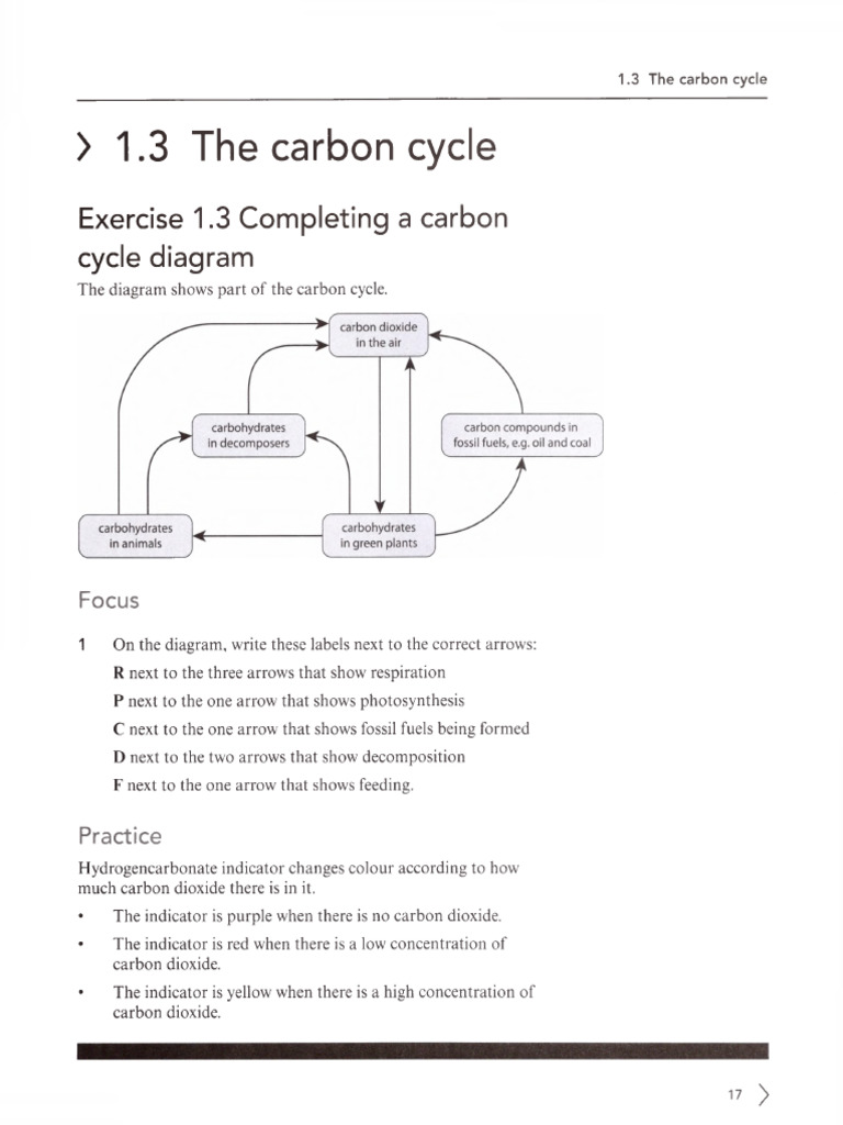 Understanding the Carbon Cycle | PDF