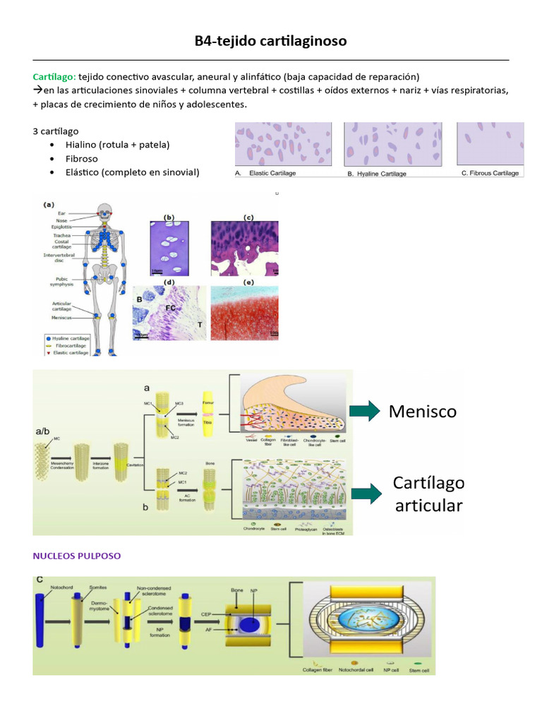B4.C2 Tejido Cartilaginoso | PDF | Rodilla | Cartílago