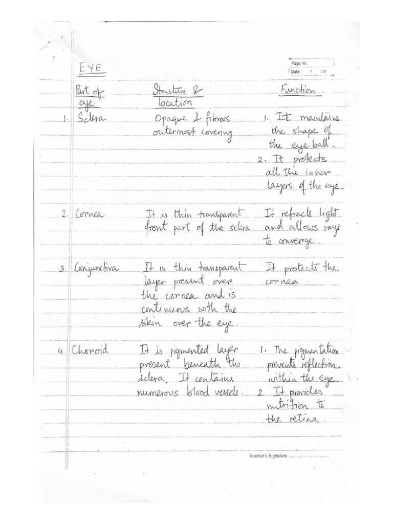 Sense Organs Notes | PDF