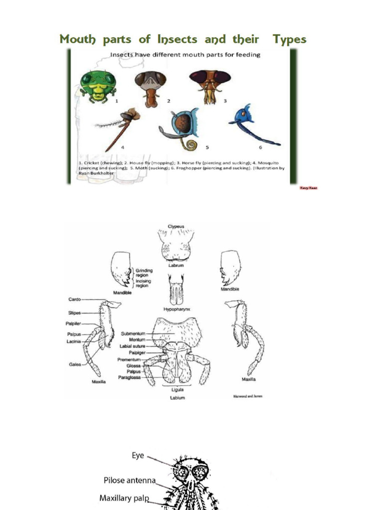 Insect-Mouth parts | PDF