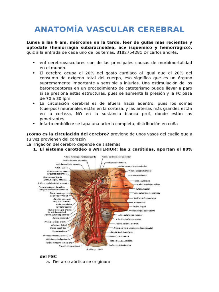 3) Anatomía vascular cerebral | PDF | Sistema cardiovascular | Cabeza y cuello humanos