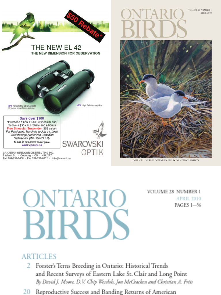 Forster's Terns Breeding in Ontario Historical Trends and Recent ...