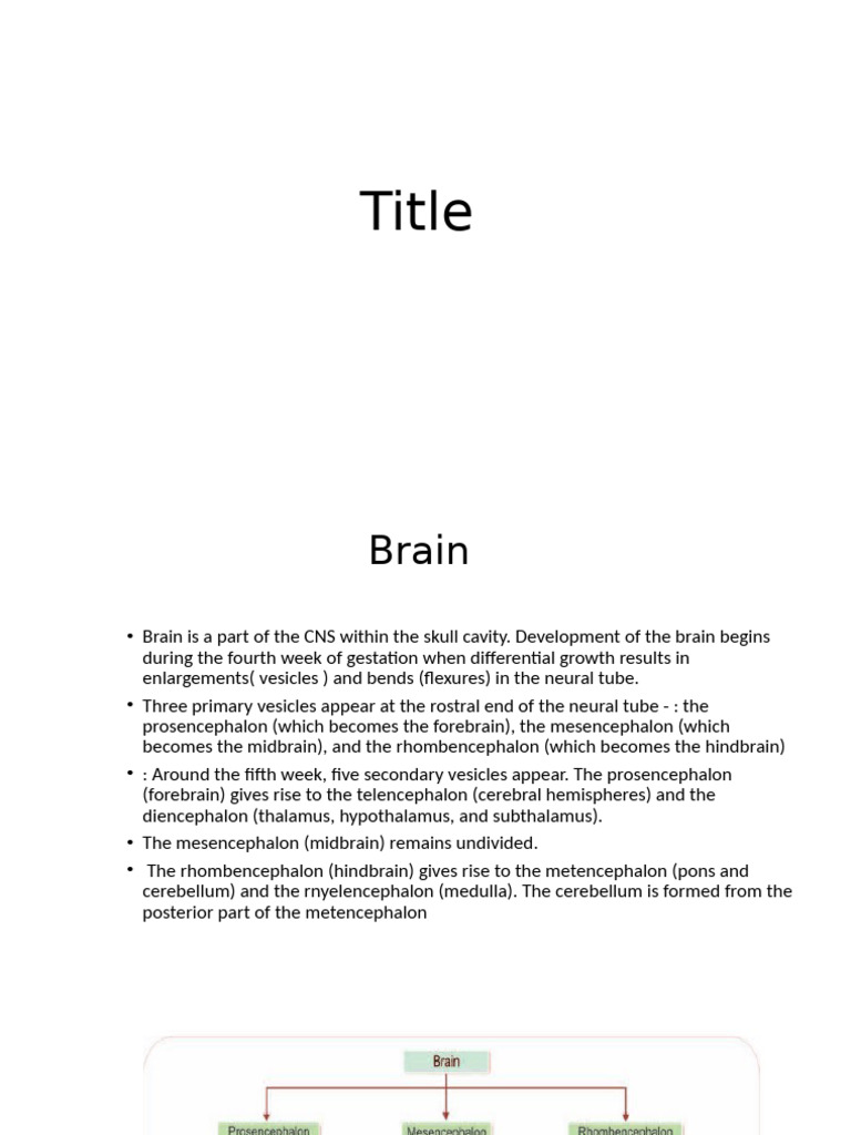 hierachy of the brain | PDF