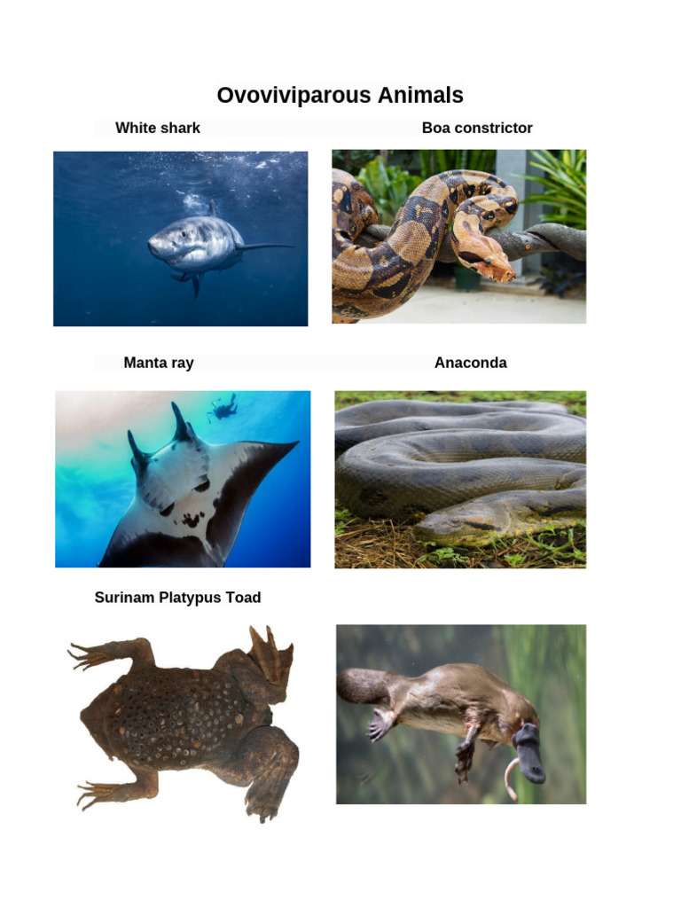 Ovoviviparous Animals | PDF